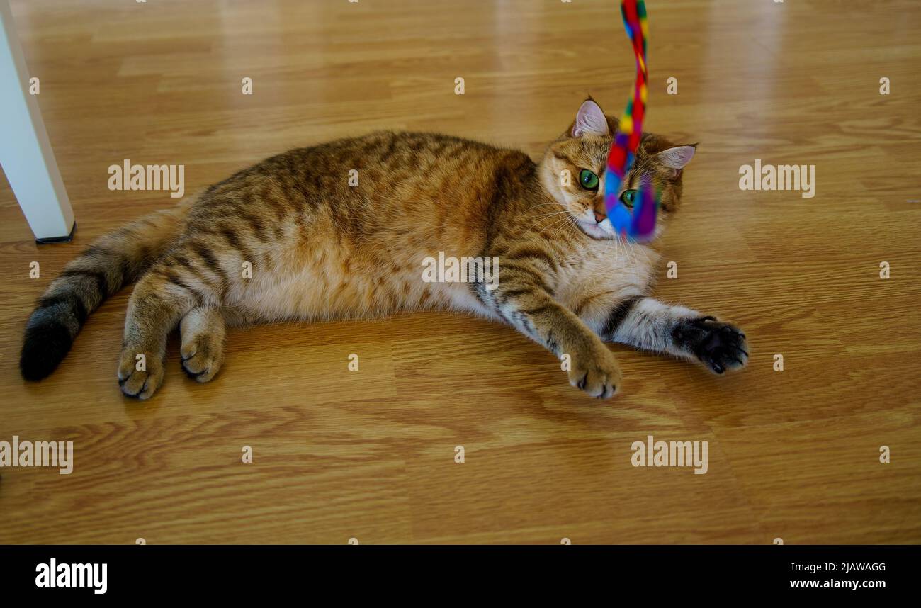 Cute British Shorthair Kitten Stock Photo - Alamy