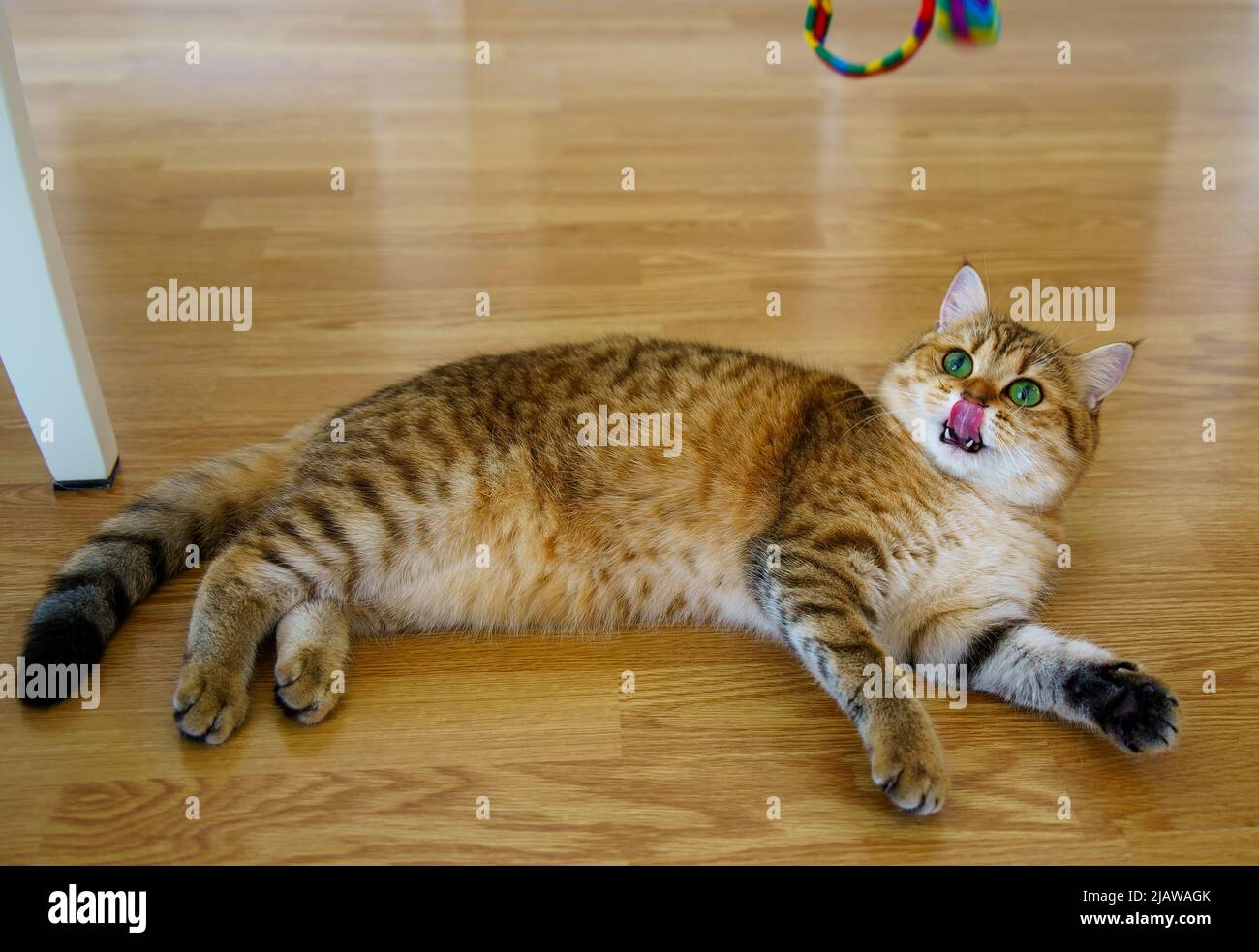 Cute British Shorthair Kitten Stock Photo - Alamy