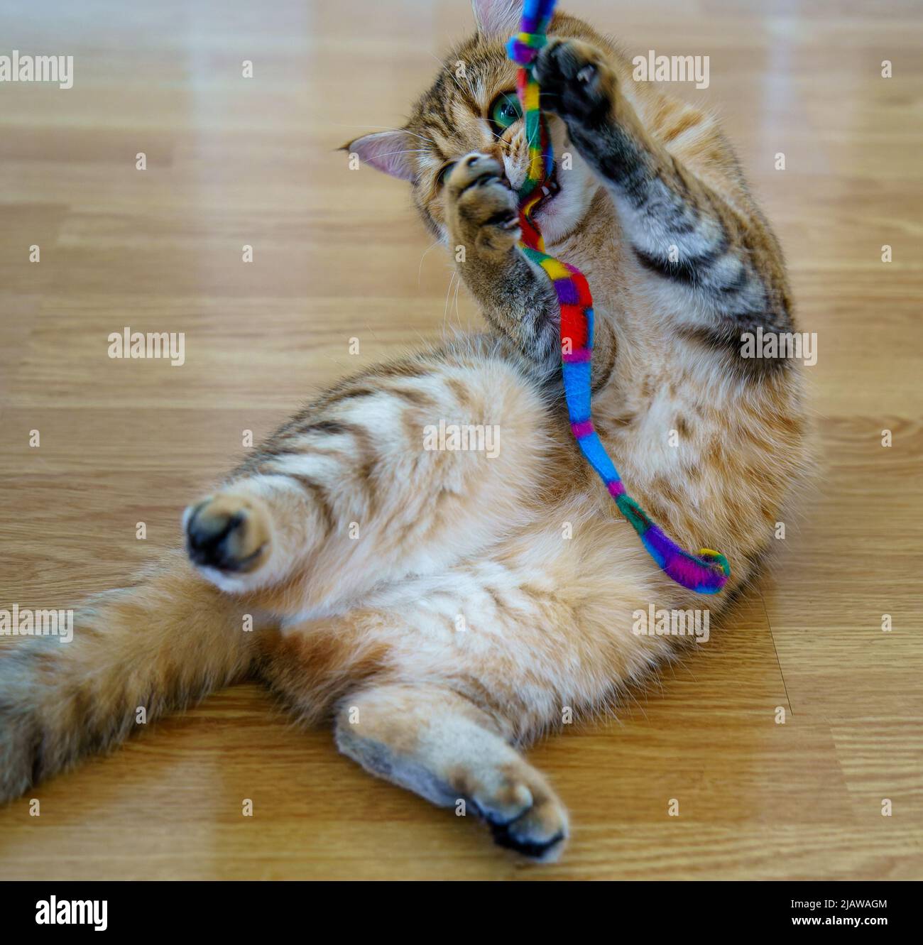 Cute British Shorthair Kitten Stock Photo Alamy