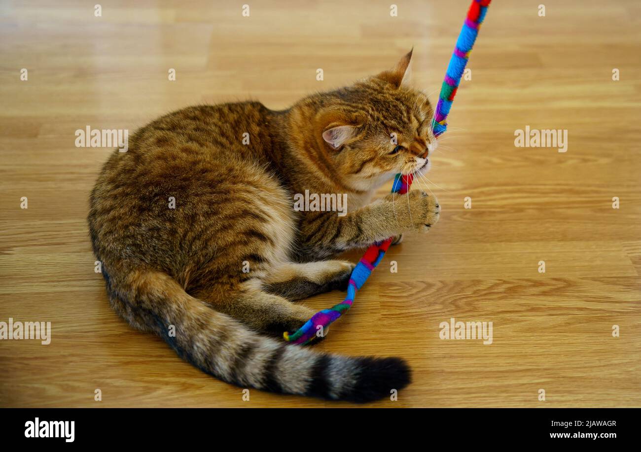 Cute British Shorthair Kitten Stock Photo - Alamy