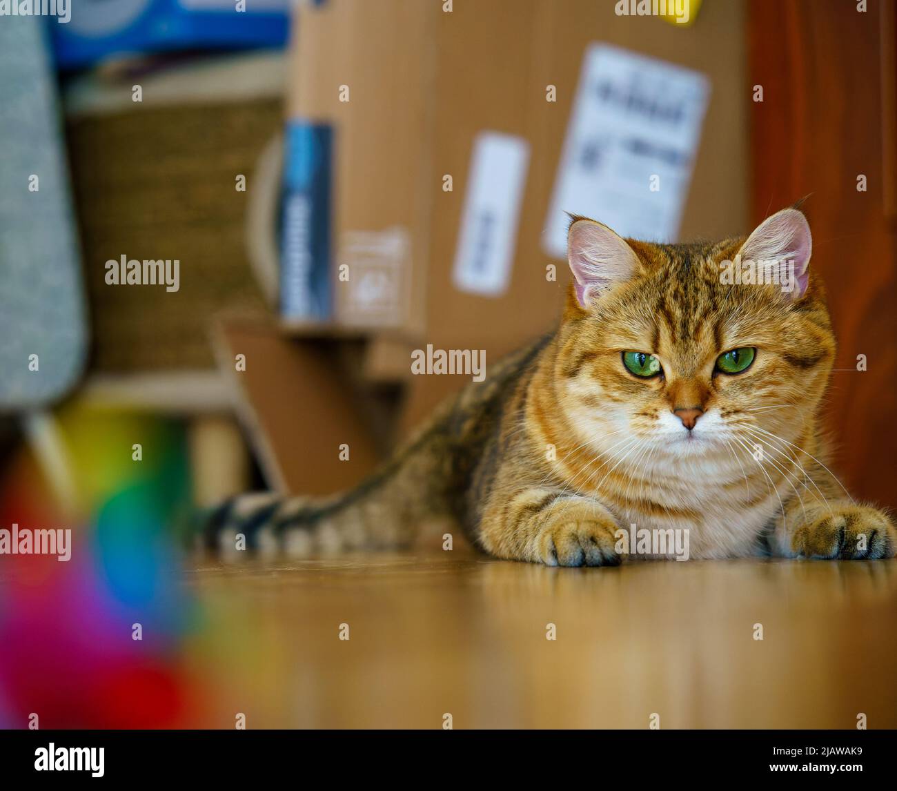 Cute British Shorthair Kitten Stock Photo - Alamy