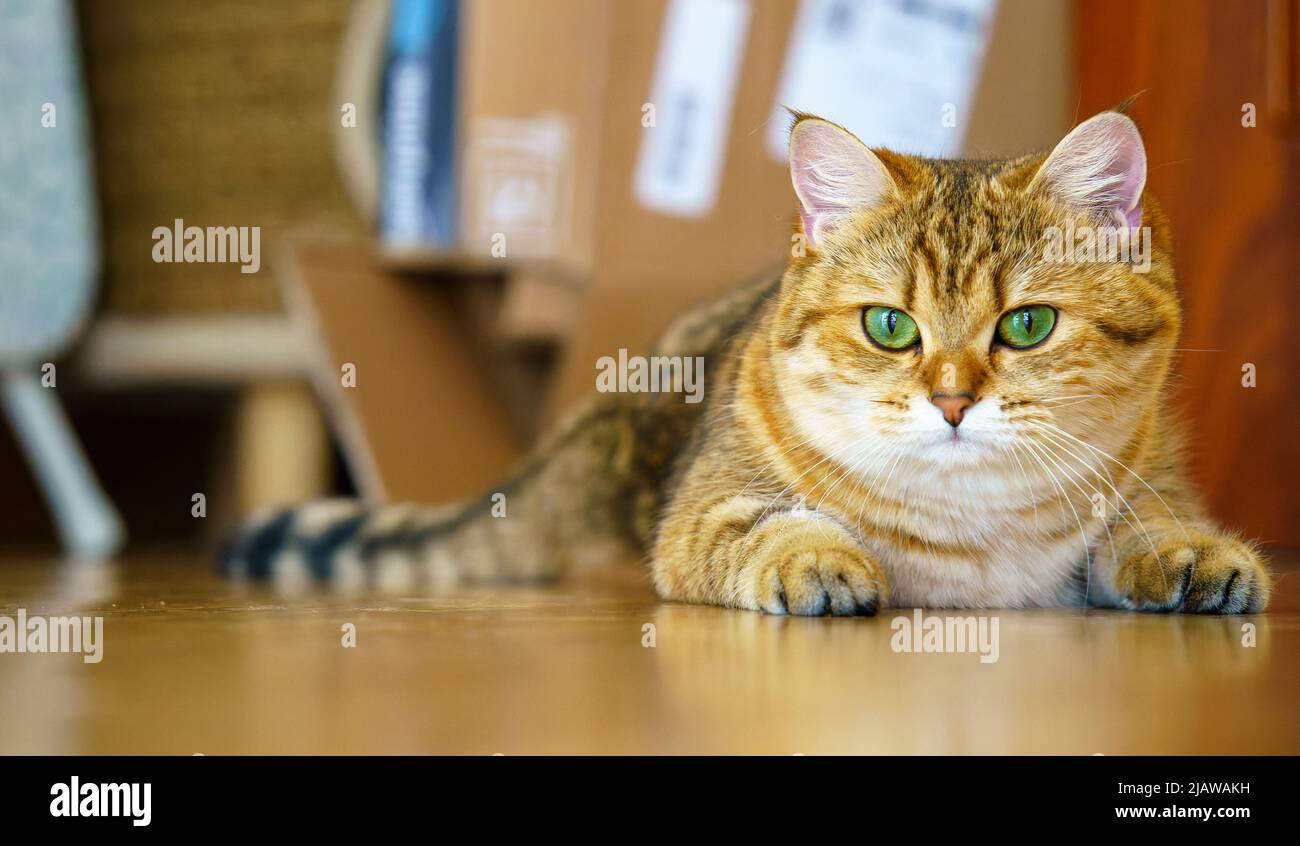 Cute British Shorthair Kitten Stock Photo - Alamy