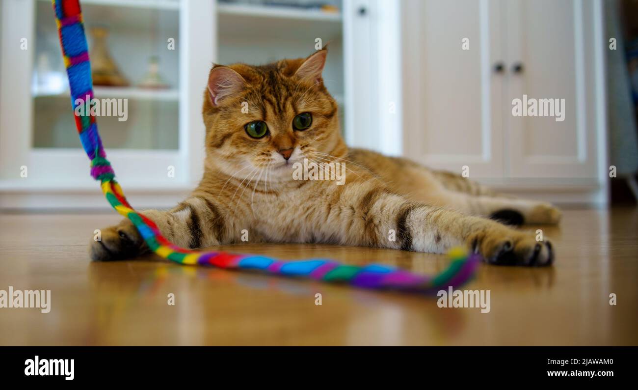 Cute British Shorthair Kitten Stock Photo - Alamy