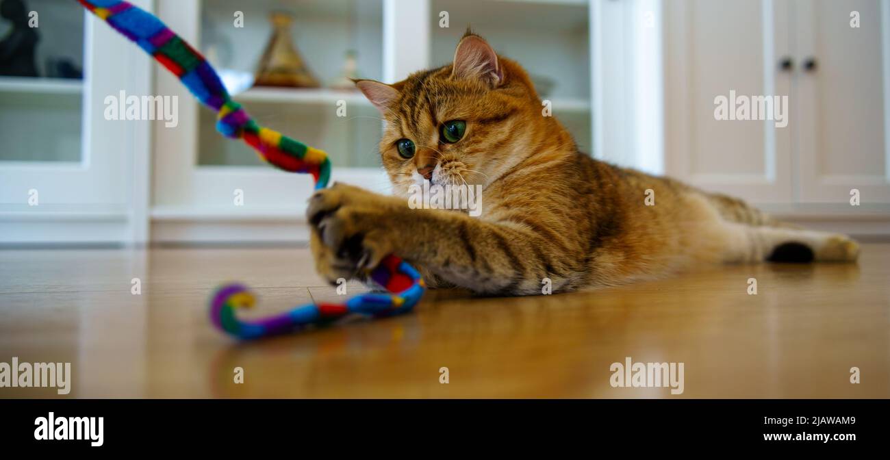 Cute British Shorthair Kitten Stock Photo - Alamy