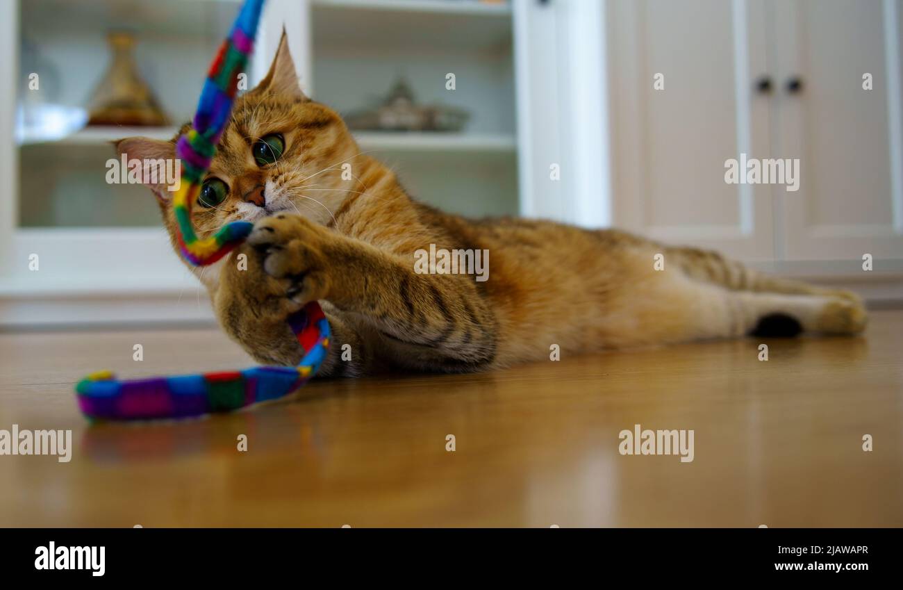 Cute British Shorthair Kitten Stock Photo - Alamy