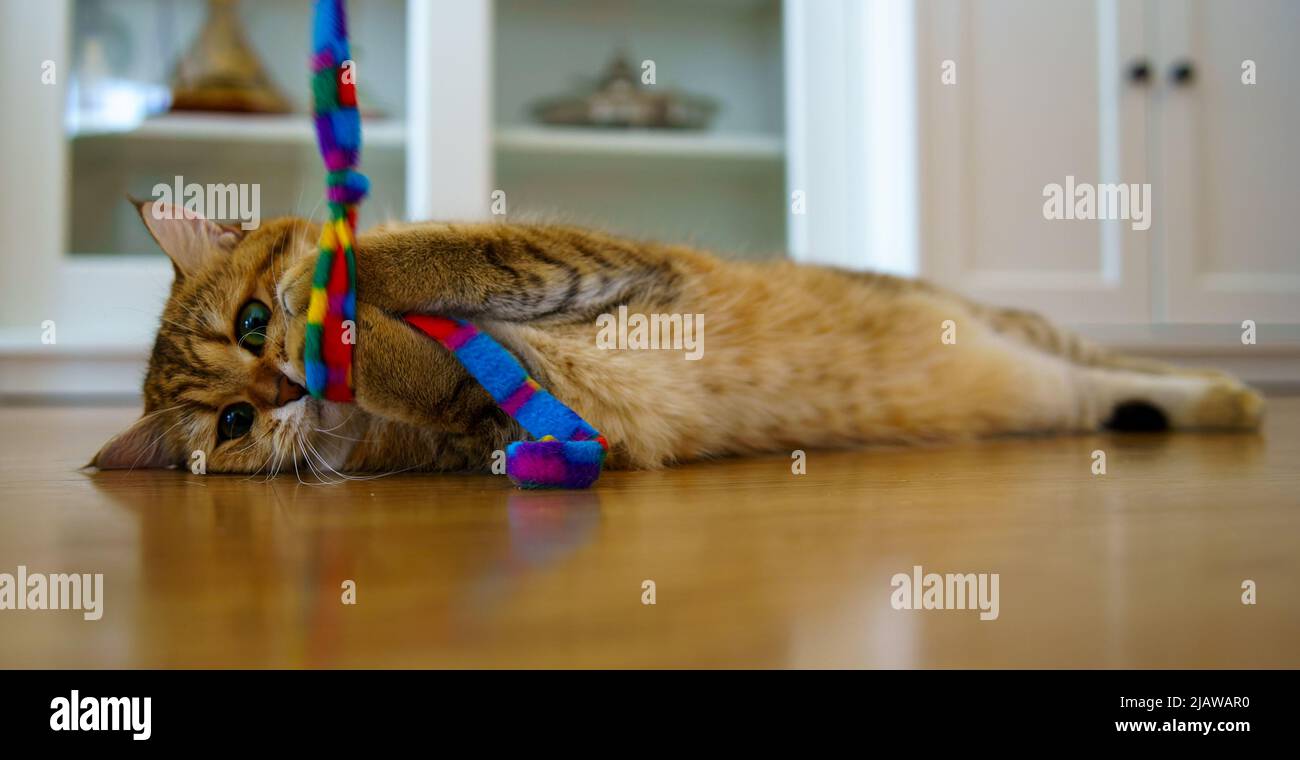 Cute British Shorthair Kitten Stock Photo - Alamy