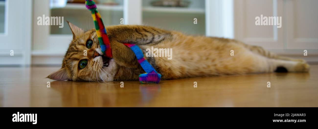 Cute British Shorthair Kitten Stock Photo - Alamy