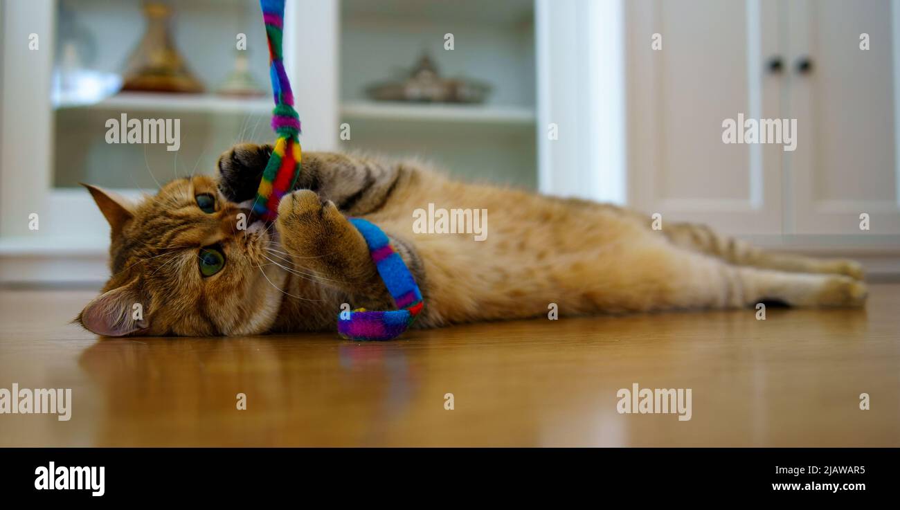 Cute British Shorthair Kitten Stock Photo - Alamy