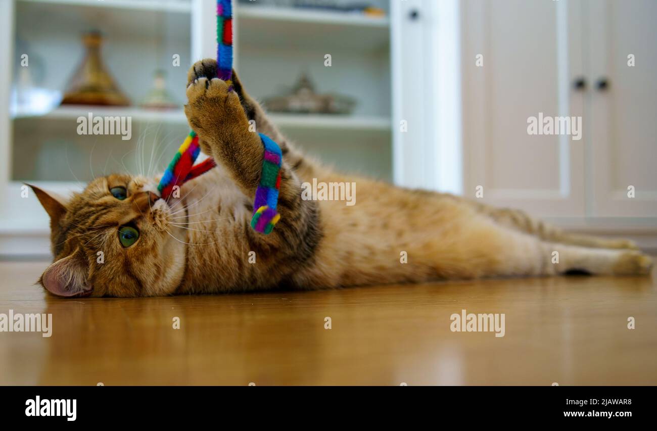 Cute British Shorthair Kitten Stock Photo - Alamy