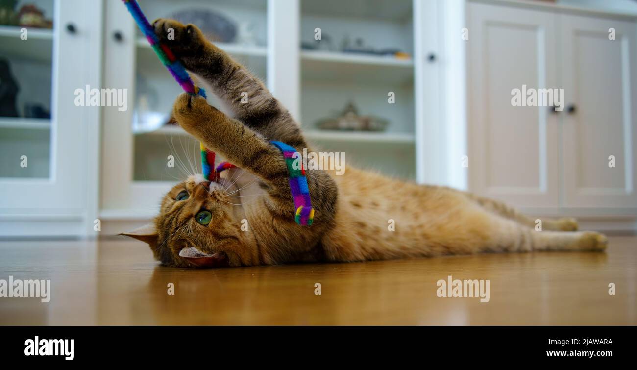 Cute British Shorthair Kitten Stock Photo - Alamy