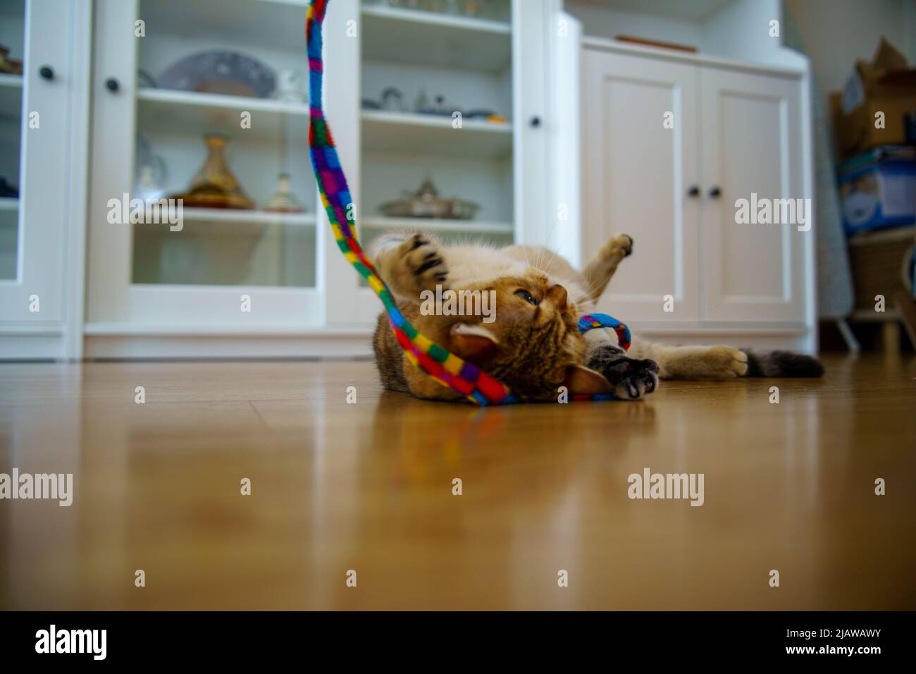 Cute British Shorthair Kitten Stock Photo - Alamy