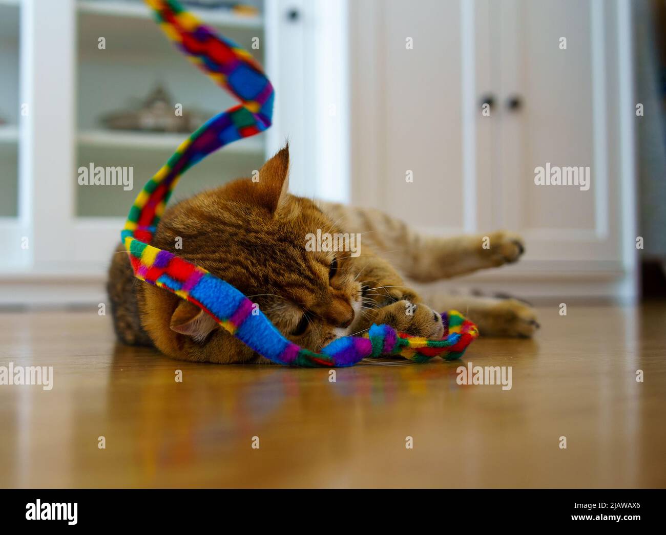 Cute British Shorthair Kitten Stock Photo - Alamy