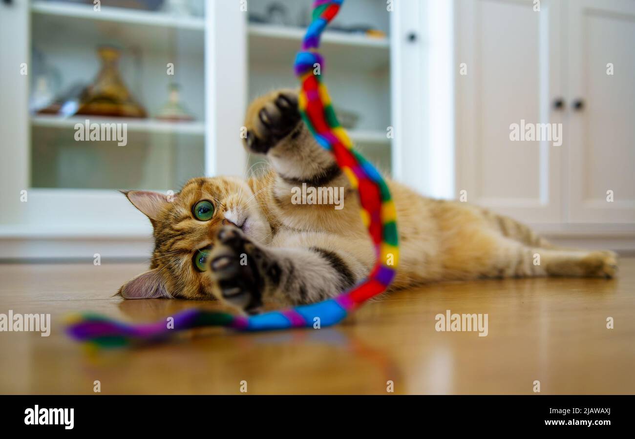Cute British Shorthair Kitten Stock Photo - Alamy