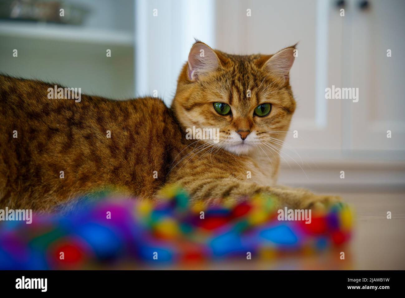 Cute British Shorthair Kitten Stock Photo - Alamy
