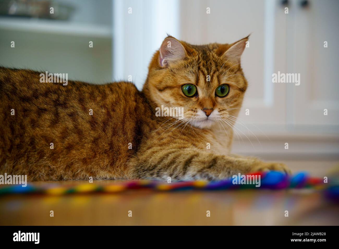 Cute British Shorthair Kitten Stock Photo Alamy