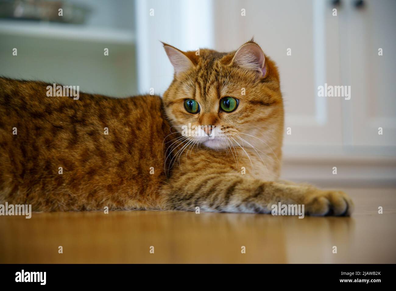 Cute British Shorthair Kitten Stock Photo - Alamy
