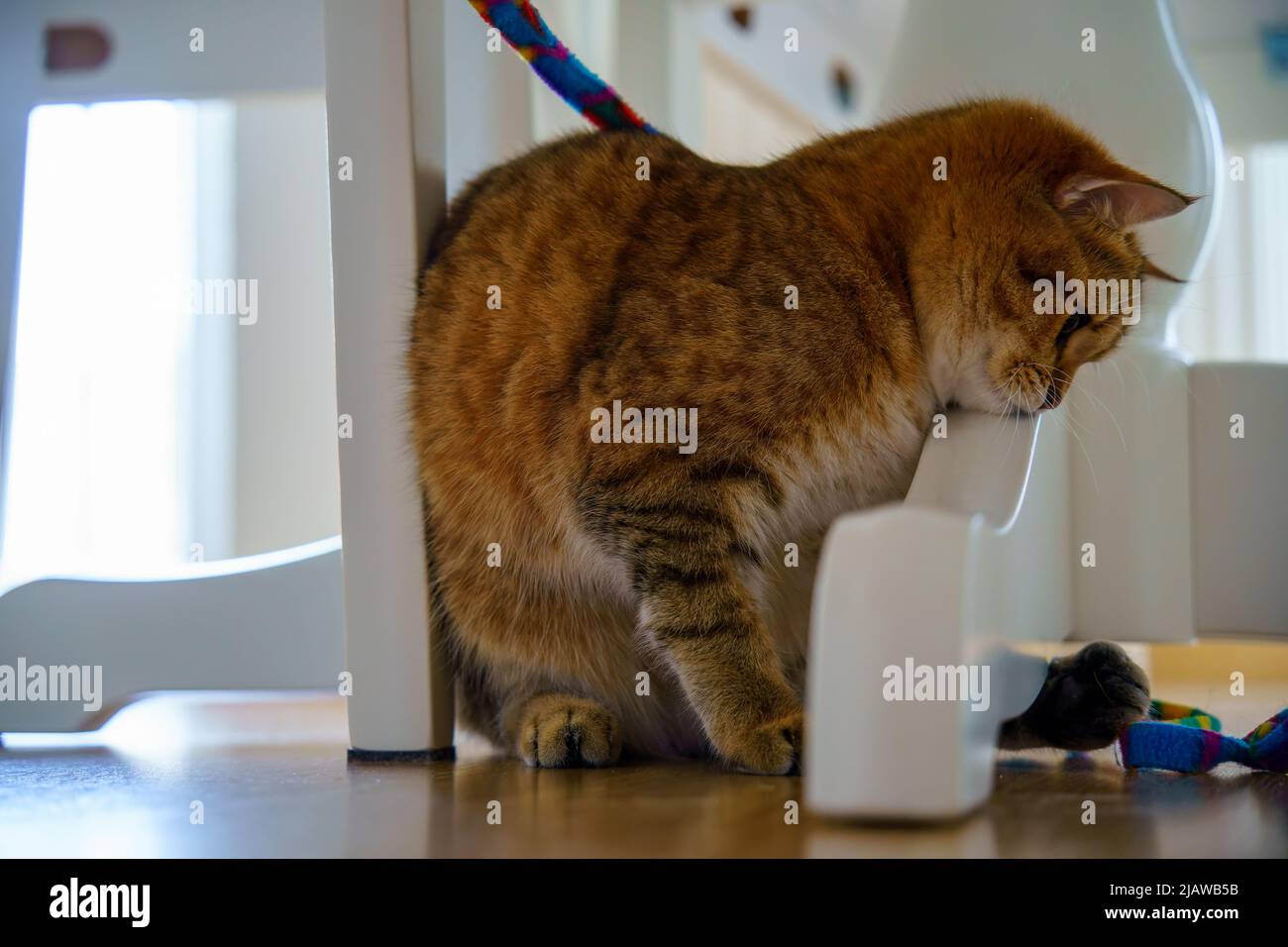 Cute British Shorthair Kitten Stock Photo - Alamy