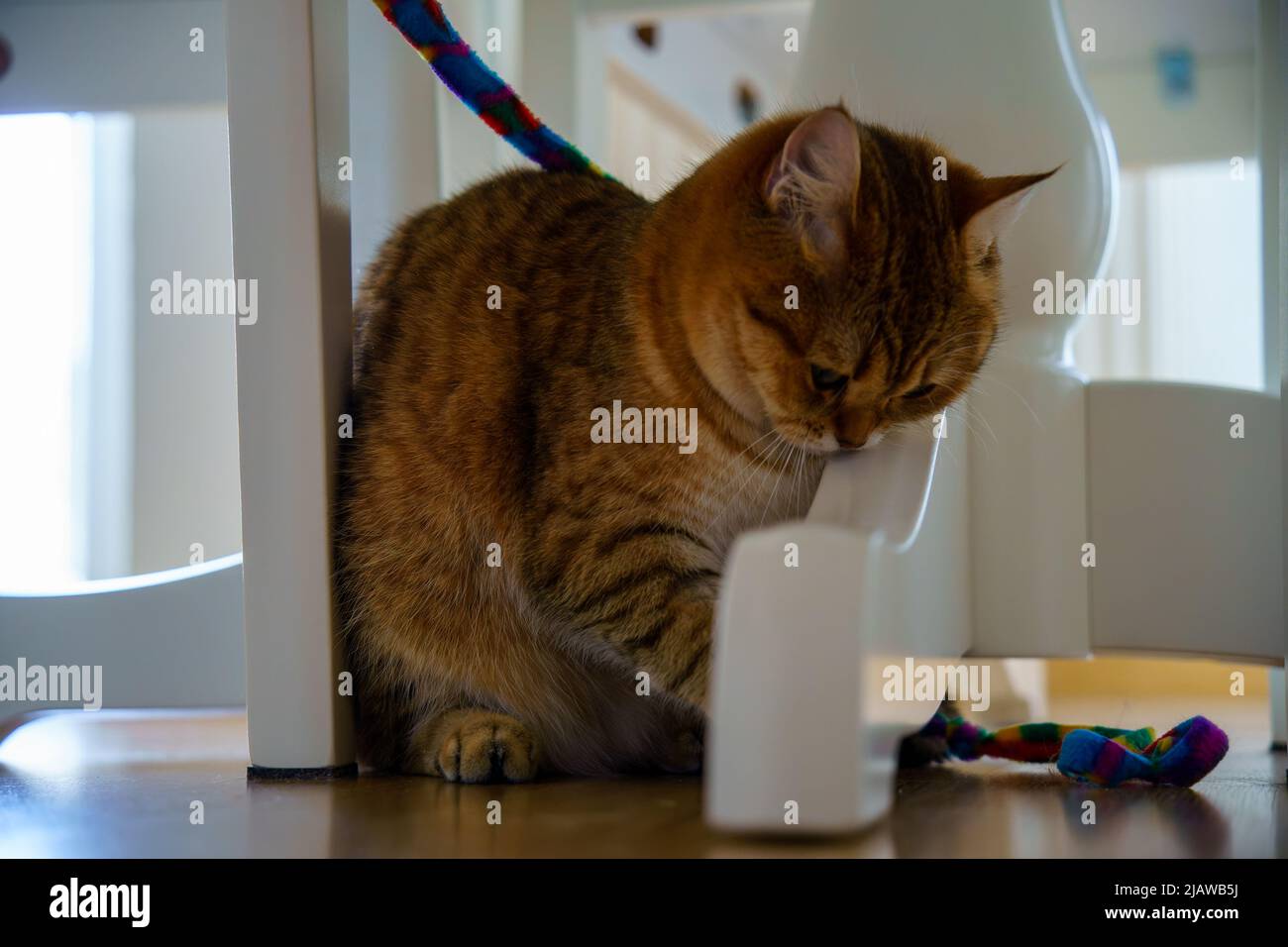 Cute British Shorthair Kitten Stock Photo - Alamy
