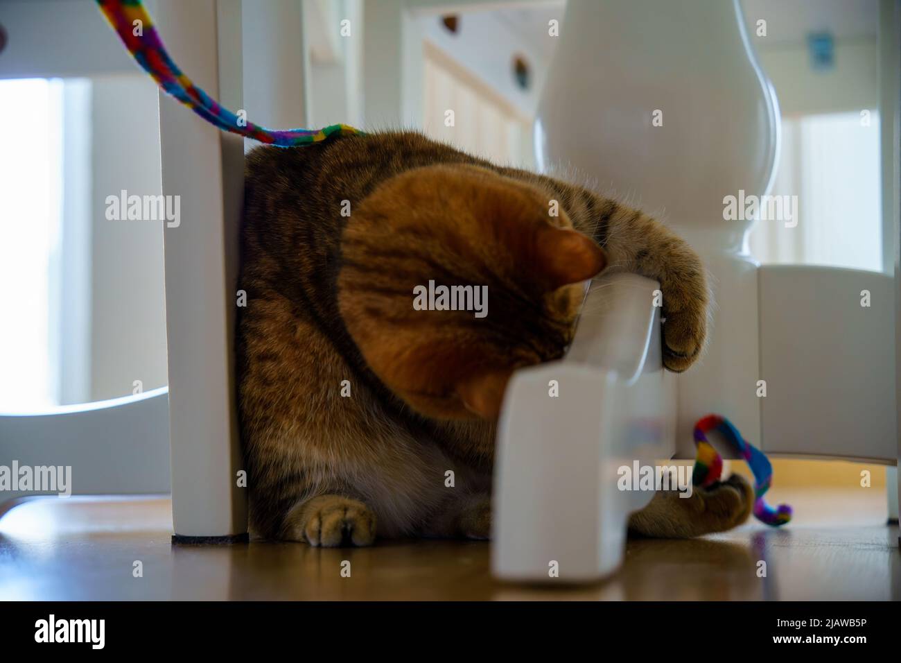 Cute British Shorthair Kitten Stock Photo - Alamy