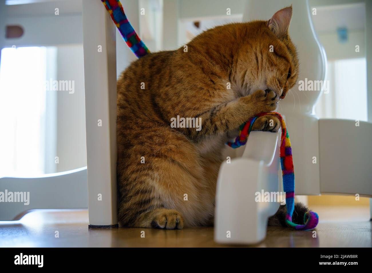 Cute British Shorthair Kitten Stock Photo - Alamy