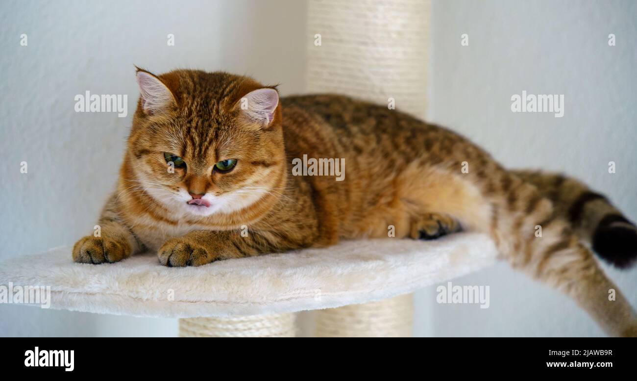 Cute British Shorthair Kitten Stock Photo - Alamy