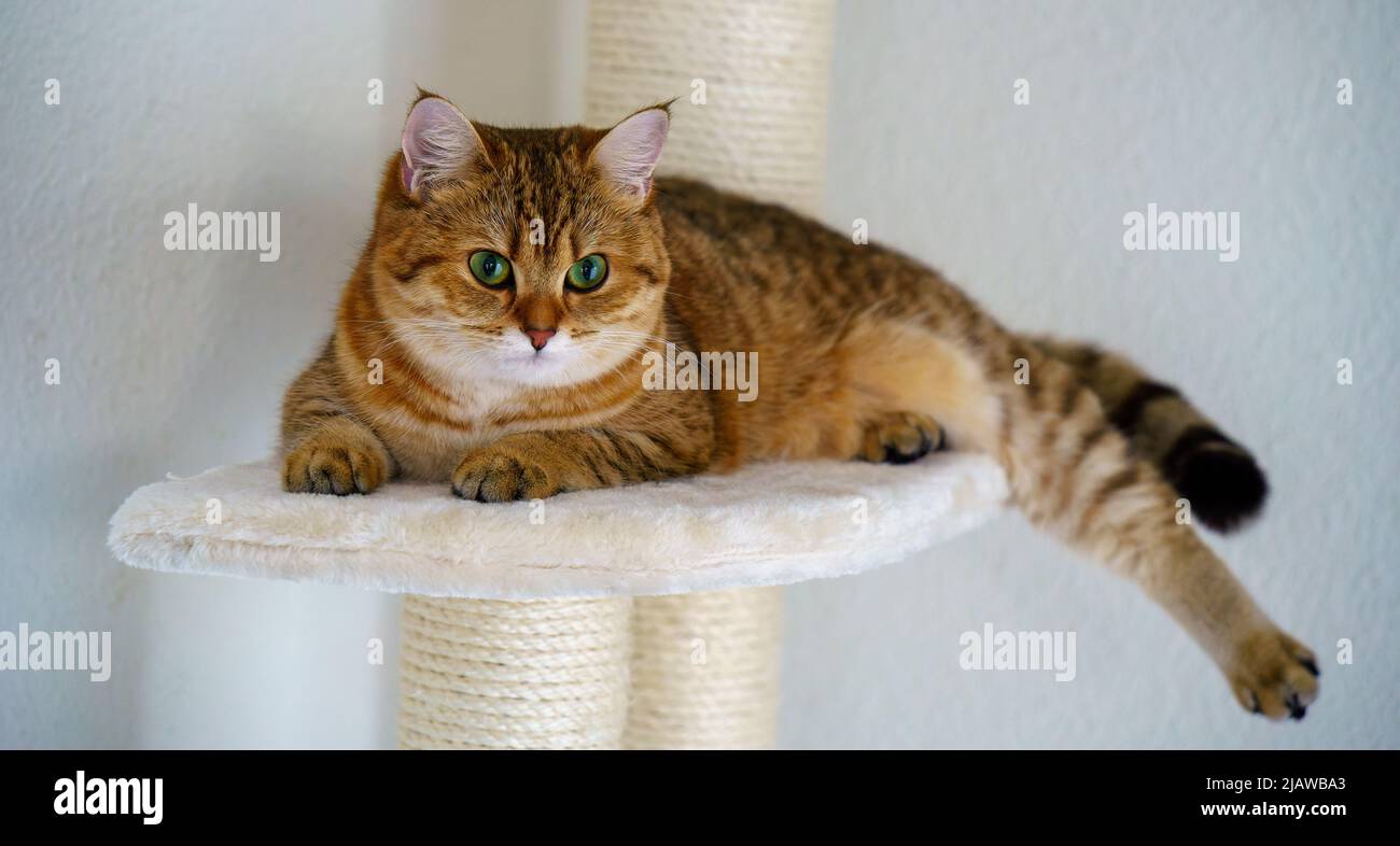 Cute British Shorthair Kitten Stock Photo - Alamy