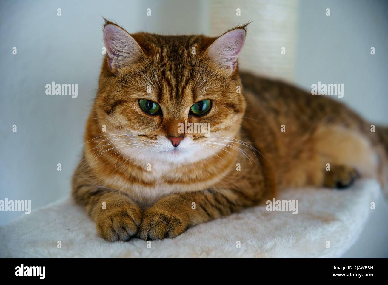 Cute British Shorthair Kitten Stock Photo - Alamy