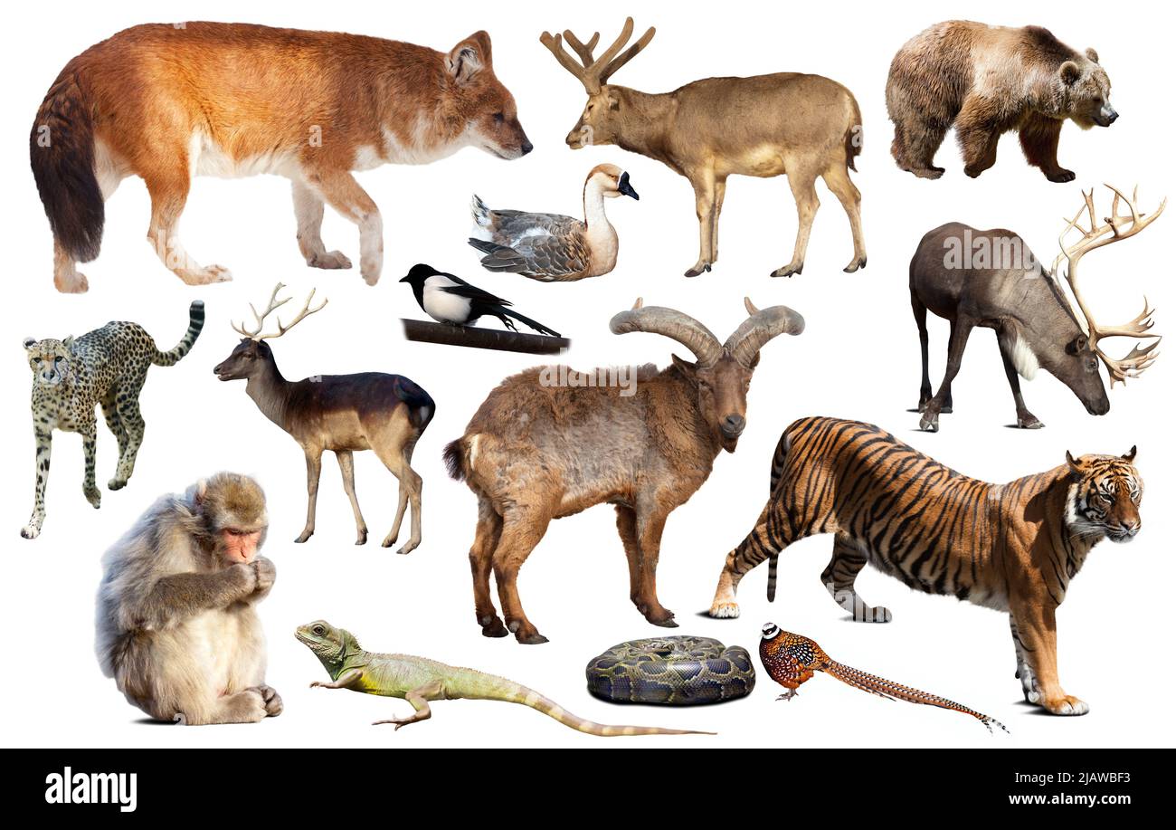 animal collection asia Stock Photo - Alamy