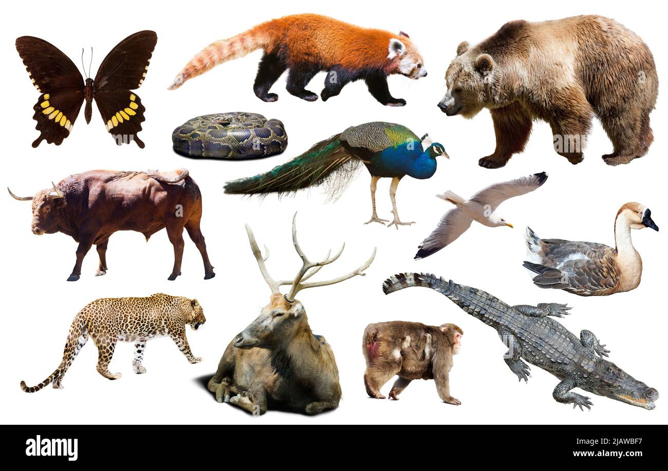 animal collection asia Stock Photo - Alamy