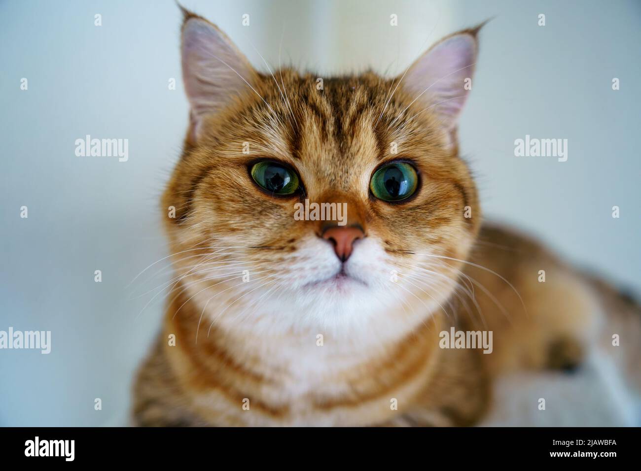 Cute British Shorthair Kitten Stock Photo - Alamy