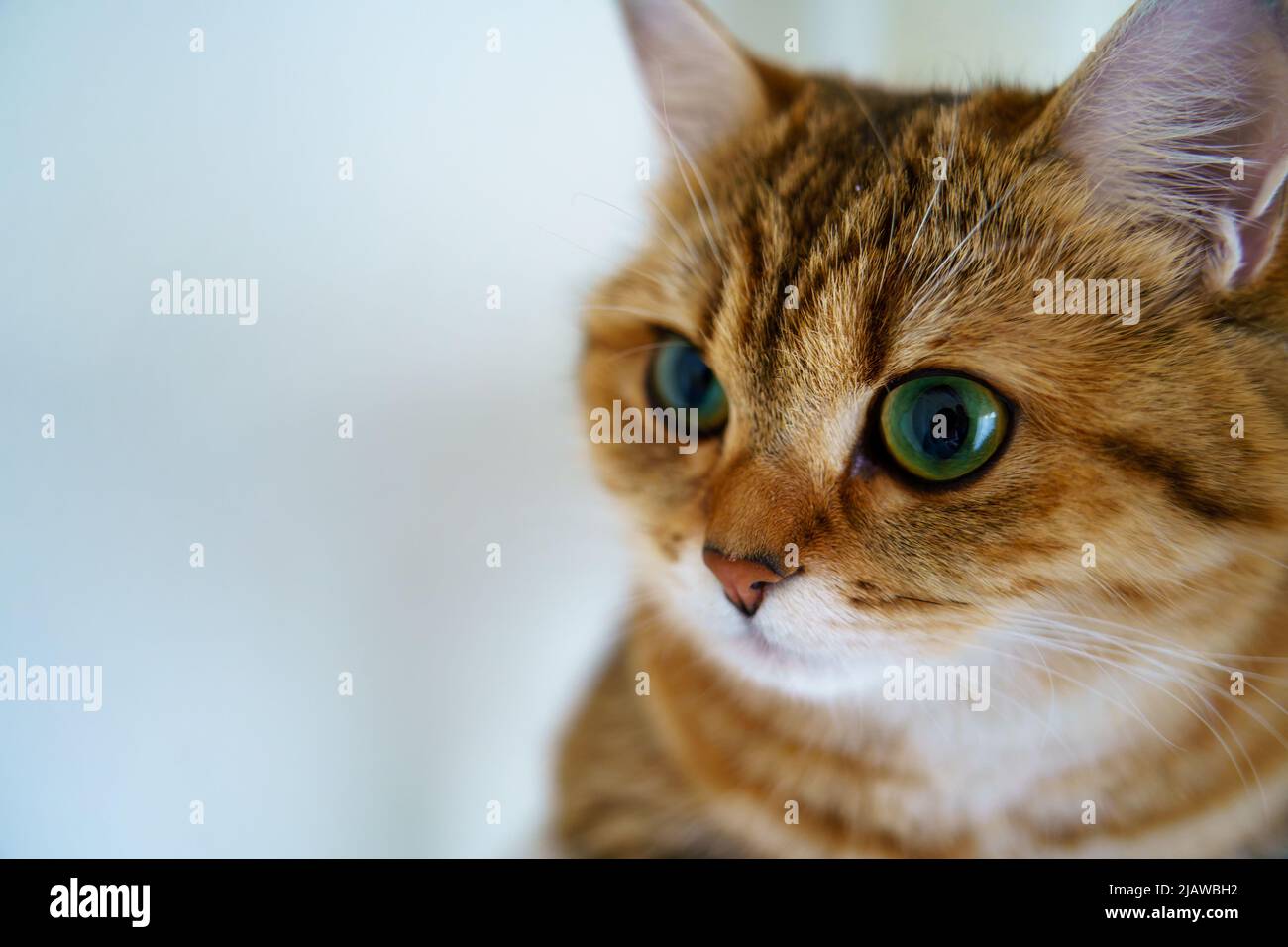 Cute British Shorthair Kitten Stock Photo - Alamy