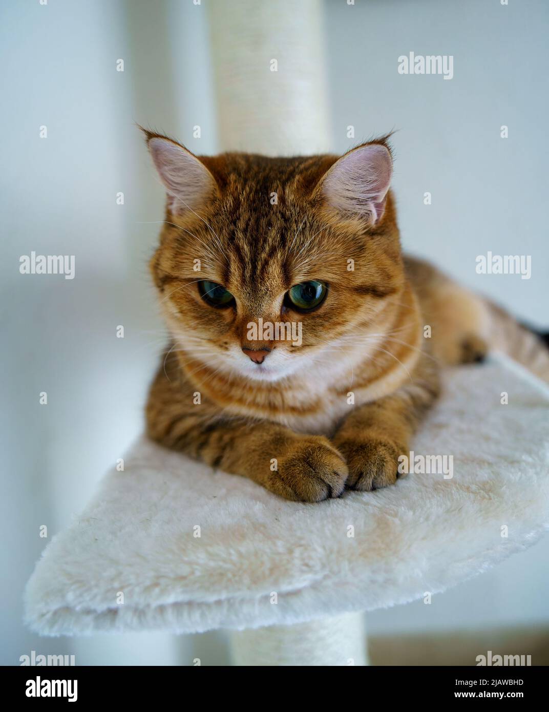 Cute British Shorthair Kitten Stock Photo - Alamy