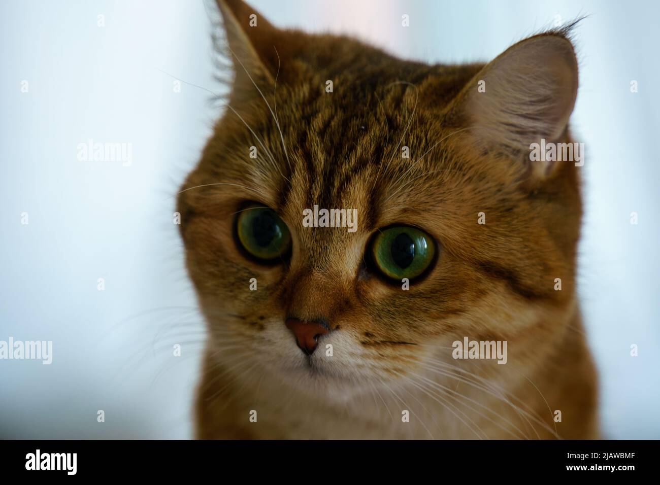 Cute British Shorthair Kitten Stock Photo - Alamy