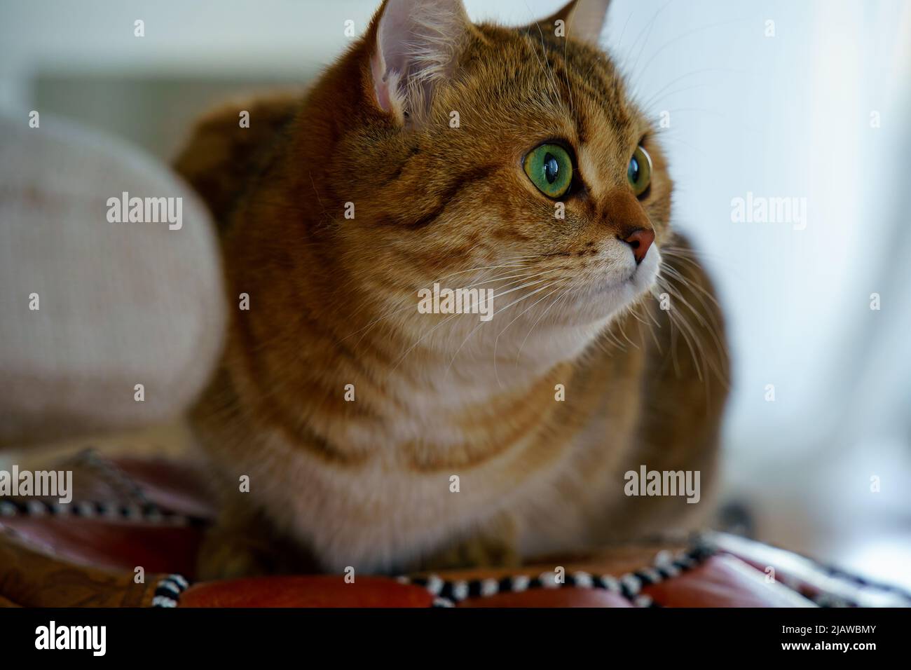Cute British Shorthair Kitten Stock Photo - Alamy