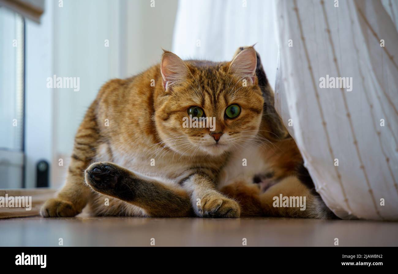Cute British Shorthair Kitten Stock Photo - Alamy