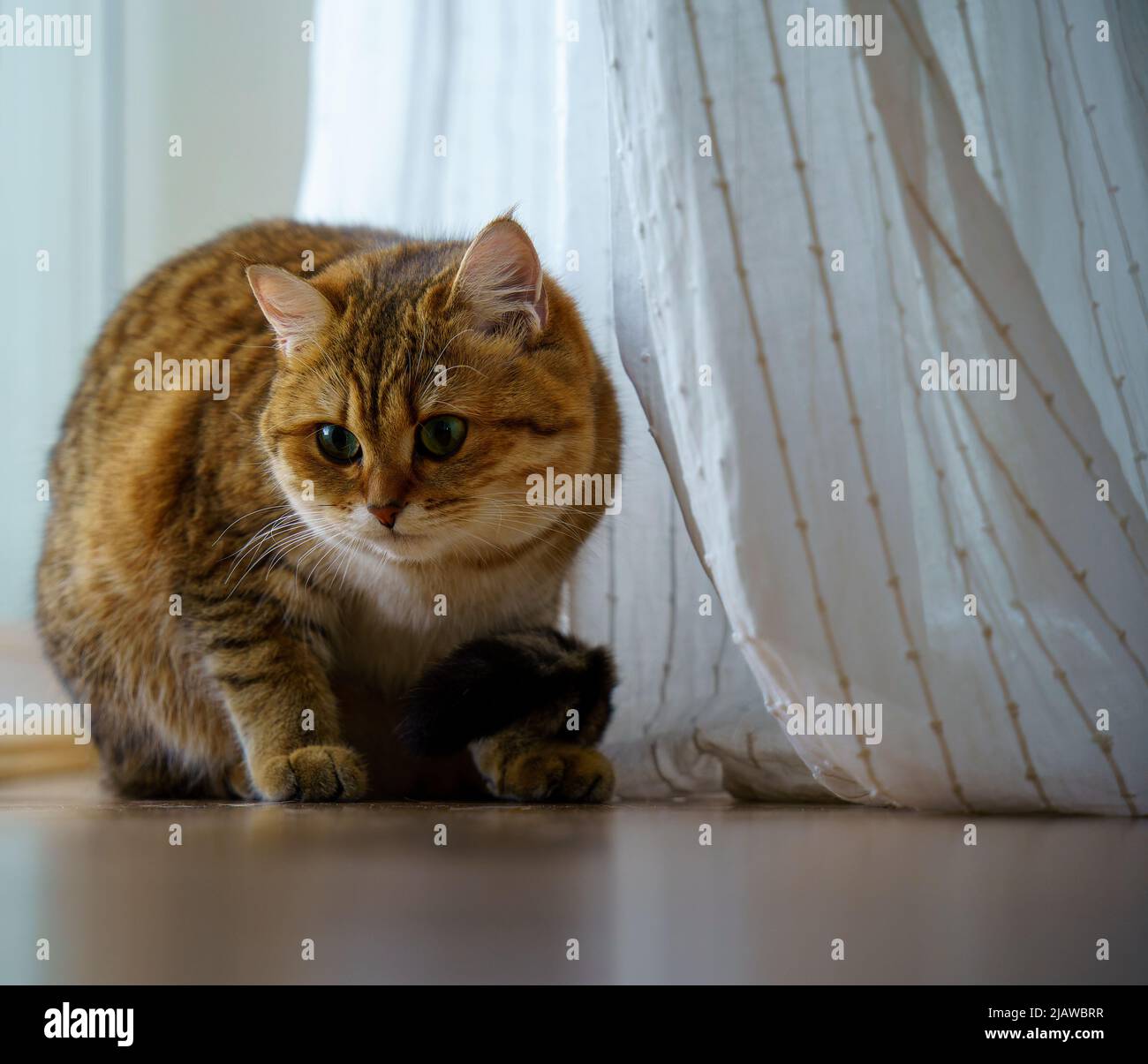 Cute British Shorthair Kitten Stock Photo - Alamy