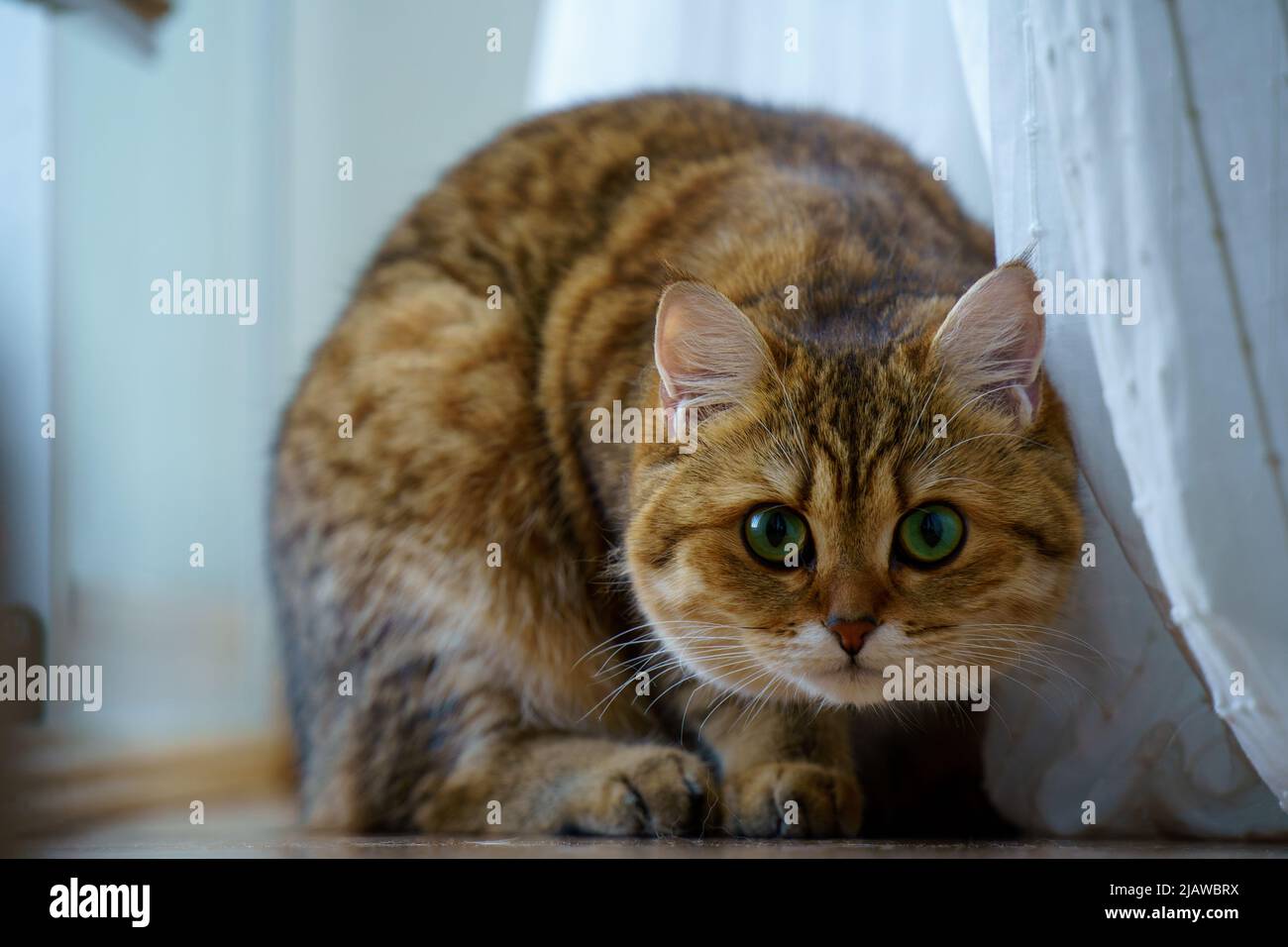 Cute British Shorthair Kitten Stock Photo - Alamy