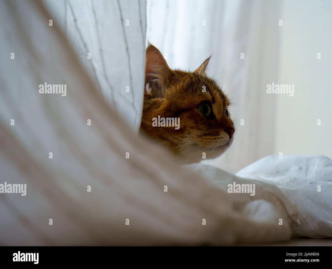 Cute British Shorthair Kitten Stock Photo - Alamy