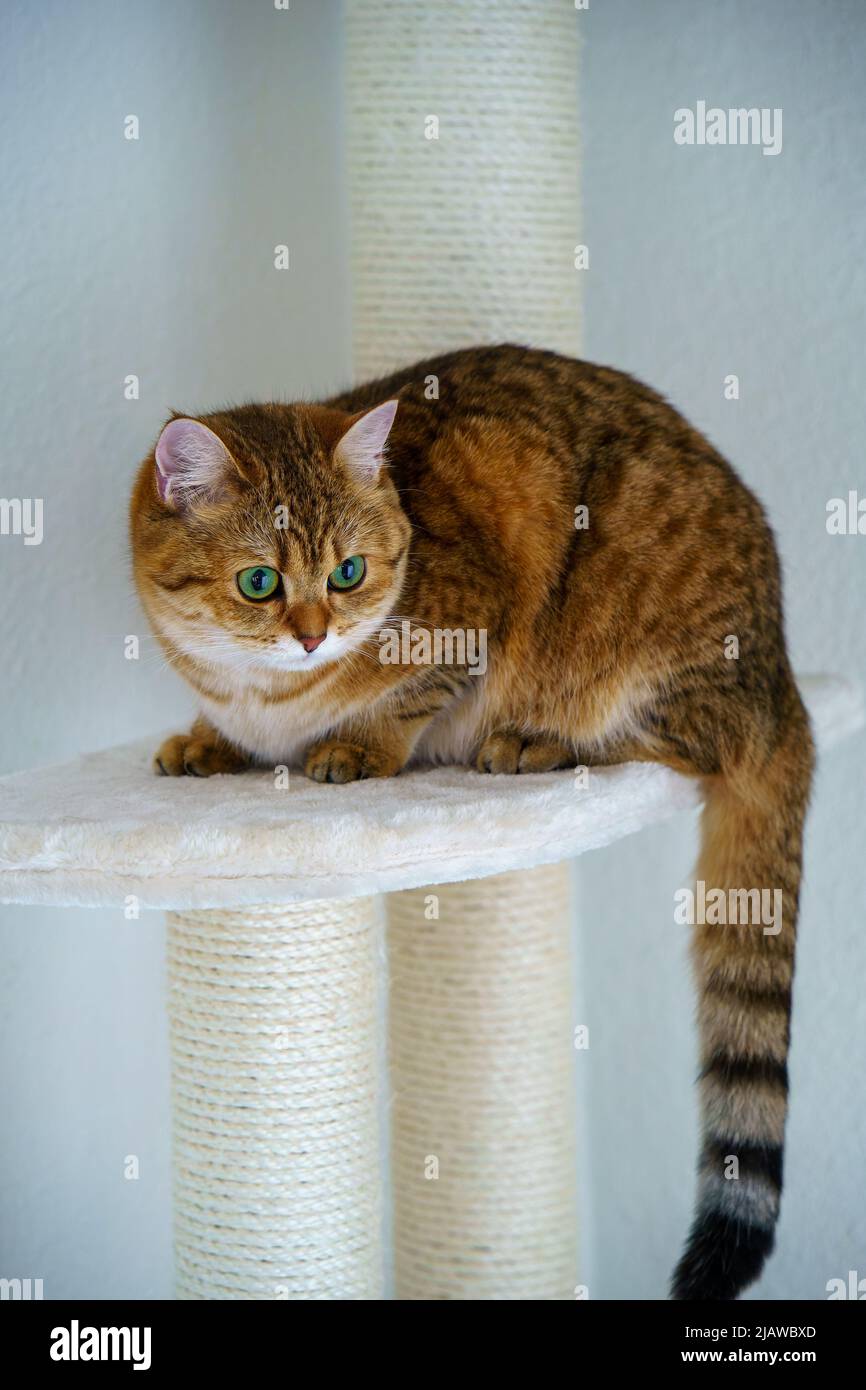 Cute British Shorthair Kitten Stock Photo - Alamy