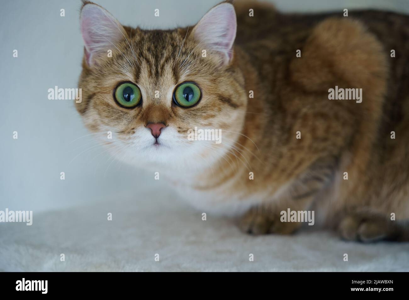 Cute British Shorthair Kitten Stock Photo - Alamy