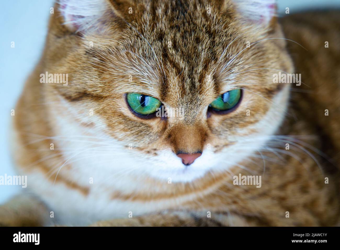 Cute British Shorthair Kitten Stock Photo - Alamy