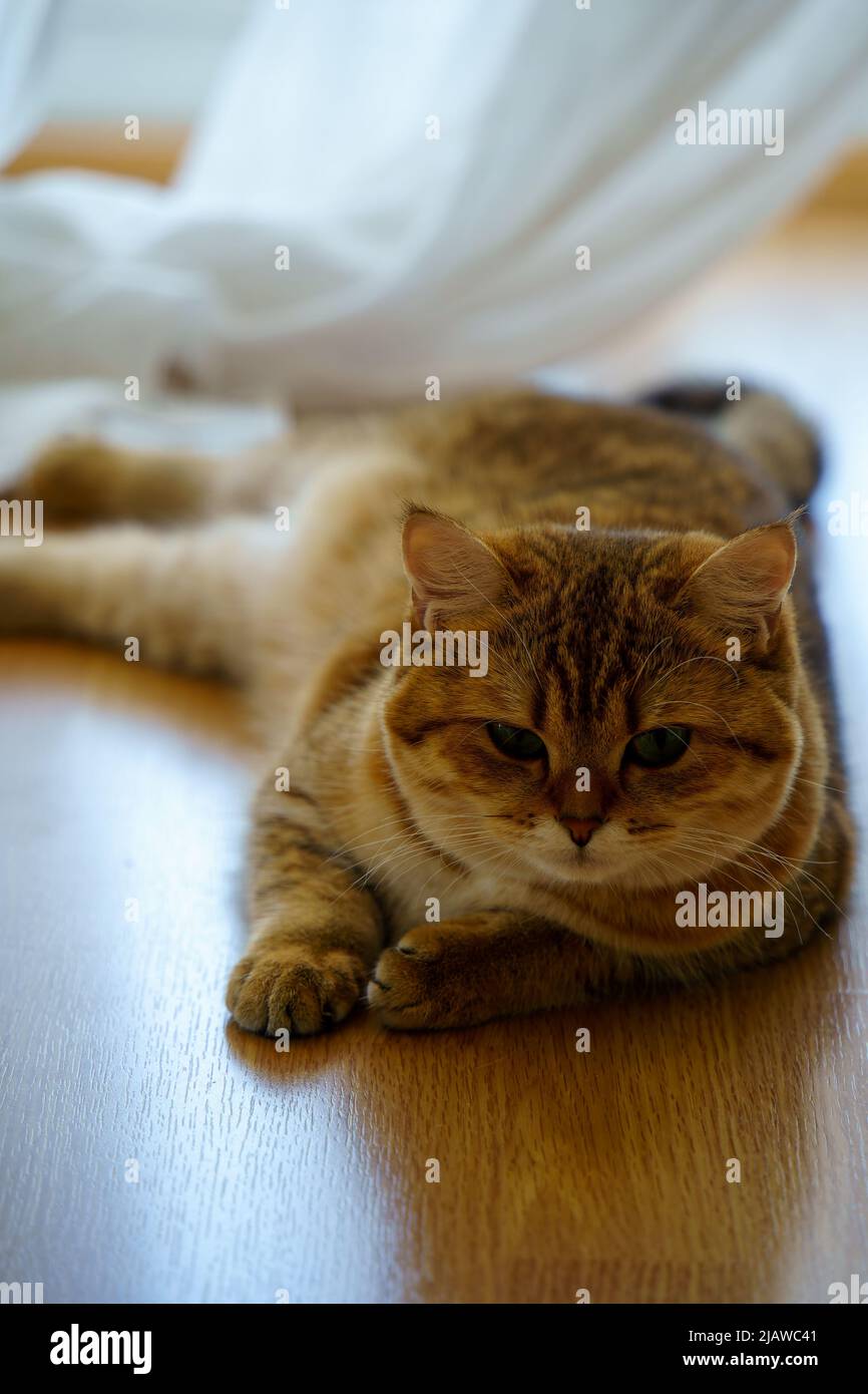 Cute British Shorthair Kitten Stock Photo - Alamy