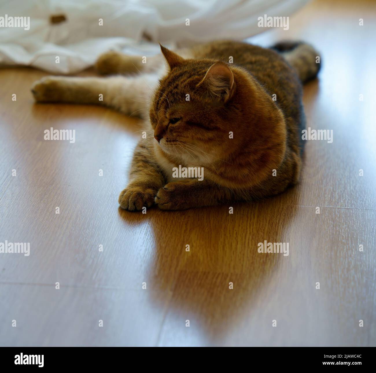 Cute British Shorthair Kitten Stock Photo - Alamy