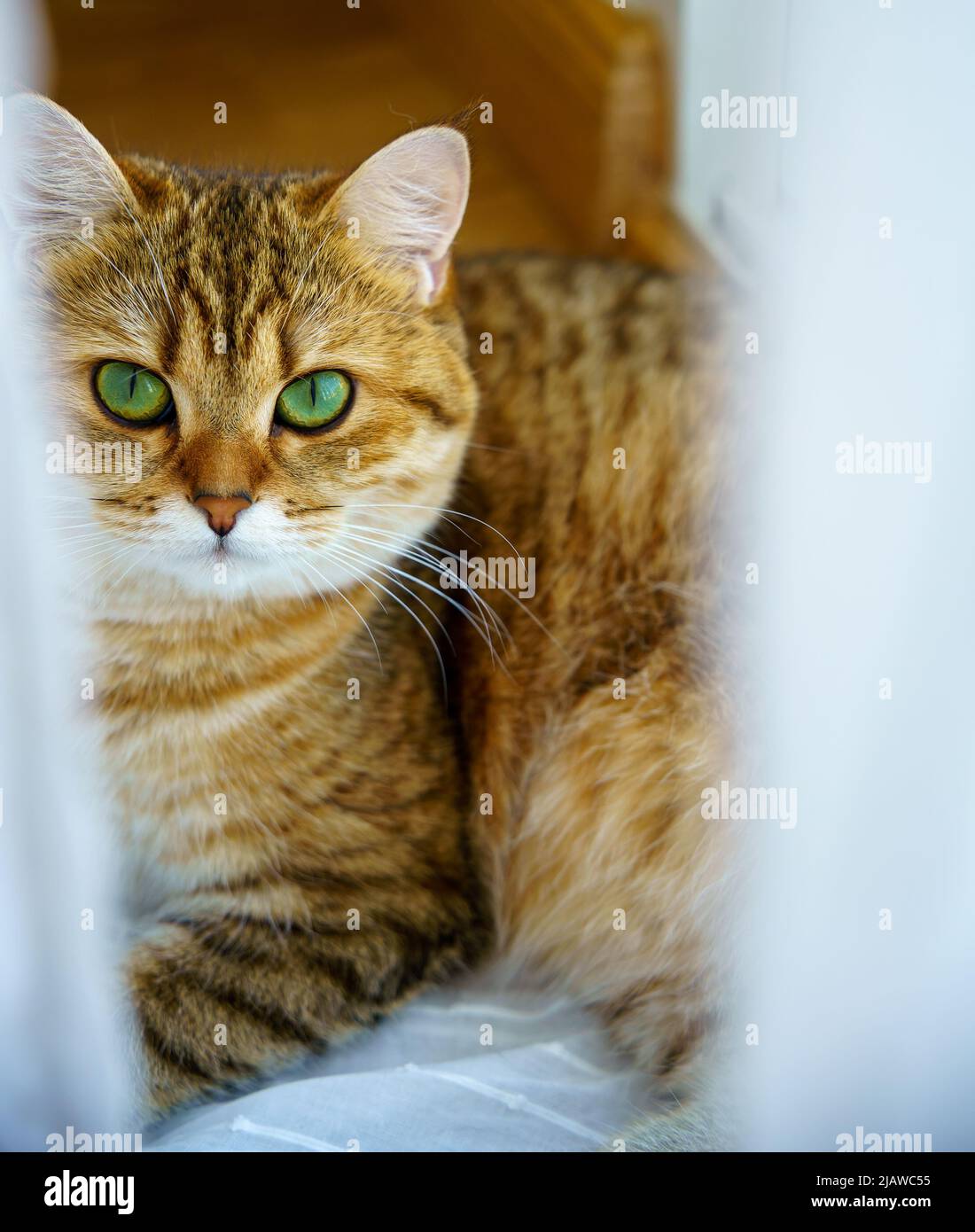Cute British Shorthair Kitten Stock Photo - Alamy