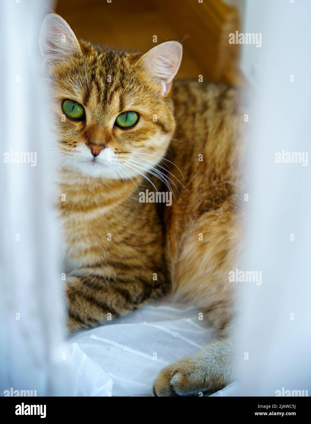 Cute British Shorthair Kitten Stock Photo - Alamy