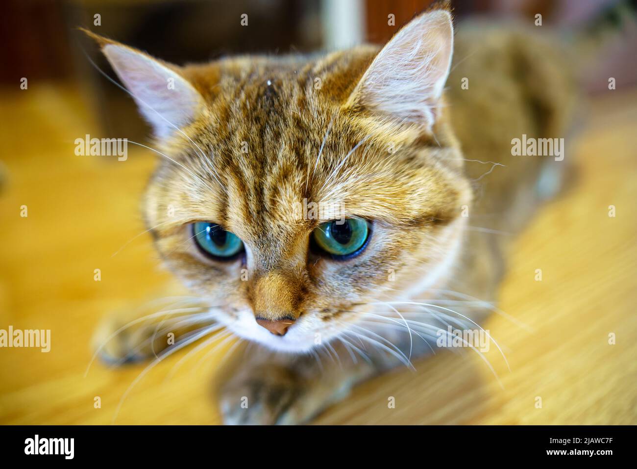 Cute British Shorthair Kitten Stock Photo - Alamy