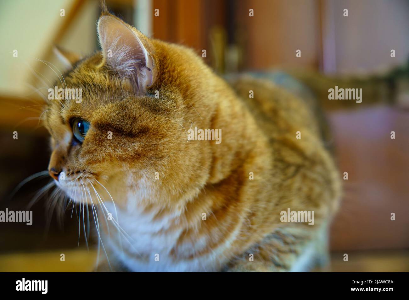 Cute British Shorthair Kitten Stock Photo - Alamy