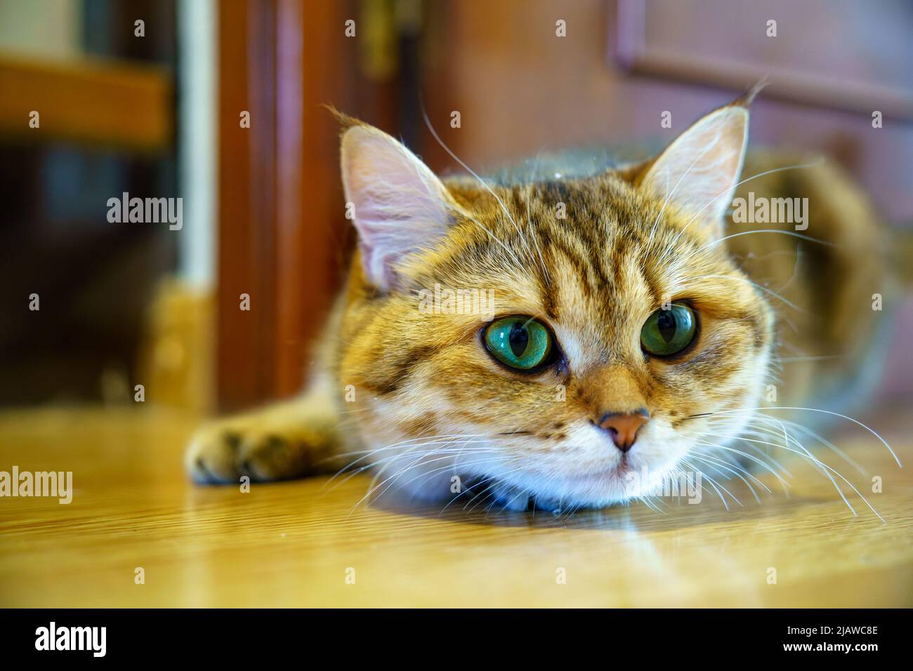 Cute British Shorthair Kitten Stock Photo - Alamy
