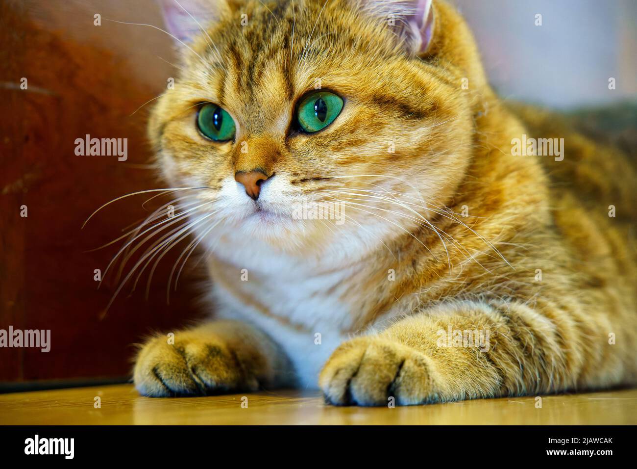 Cute British Shorthair Kitten Stock Photo Alamy
