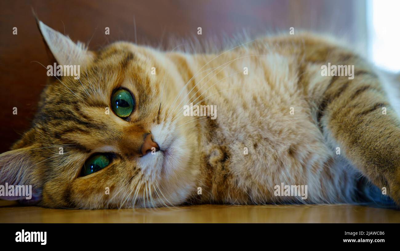 Cute British Shorthair Kitten Stock Photo - Alamy